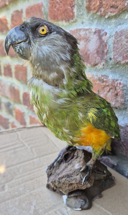 Papagal Senegal Impaiat - Taxidermie Targoviste • OLX.ro
