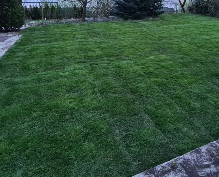 Gazon natural rulou,amenajări spatii verzi Oradea • OLX.ro