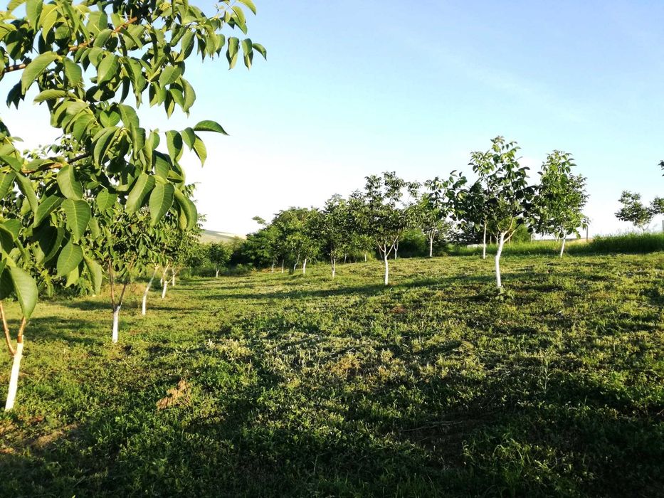 CASA 63mp la 20min de Iasi,drum excelent,teren 5000m cu livada de nuci ...