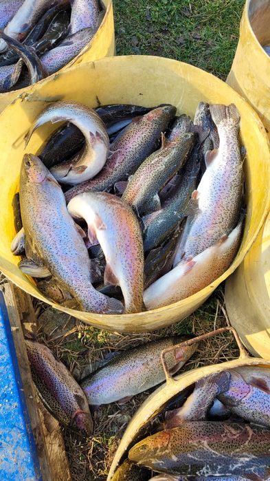 VAND pastrav de consum Rausor • OLX.ro