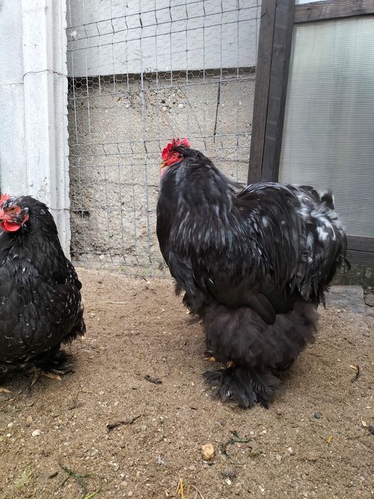 Pui cochinchina negru uriaș rasa pura poze cu parintii Craiova • OLX.ro