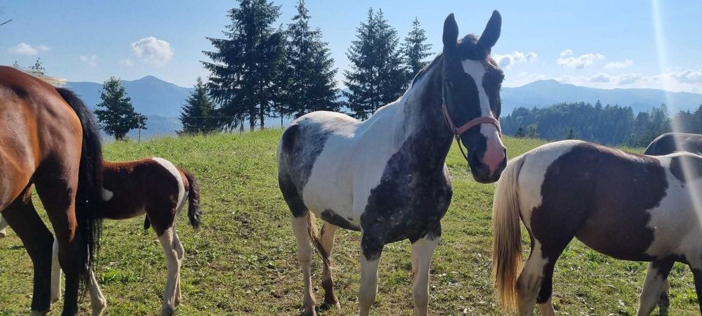 Iapa de calarie Apalusa din Olanda Borsa • OLX.ro