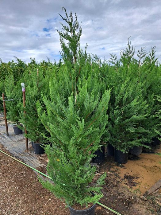 Vând tuia leylandi chiparos, magnolie, mesteacăn, tei, platan Iasi • OLX.ro