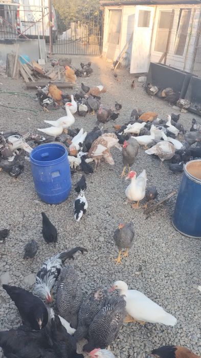 Vand gaini si pui de rasa, curci, rate Ucea de Jos • OLX.ro