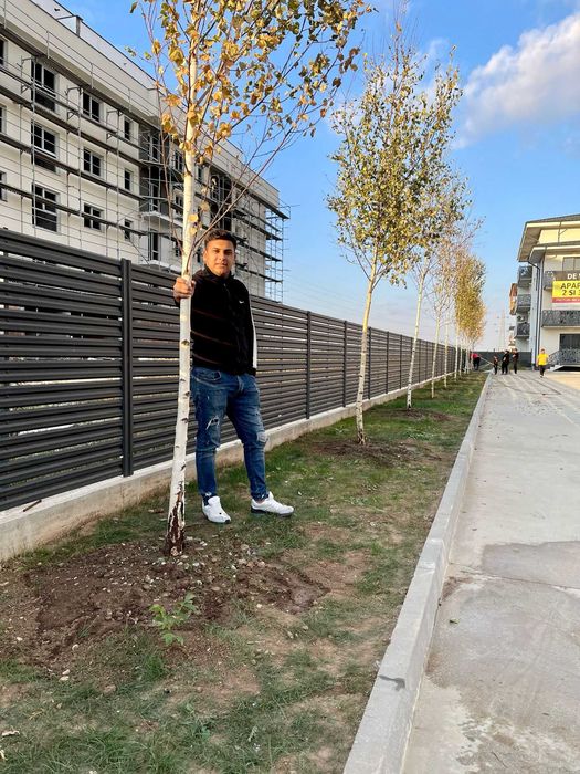 Mesteacăn cu coaja alba decorativ, Tei argintiu cu floare, Stejar Alba ...