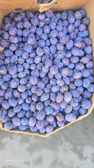 Prune 2 lei. . Persinari • OLX.ro