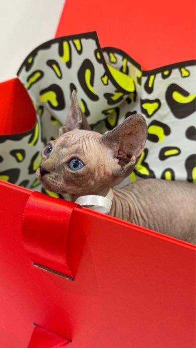 Pisica Sphynx rasa pură Ilfov Pantelimon • OLX.ro