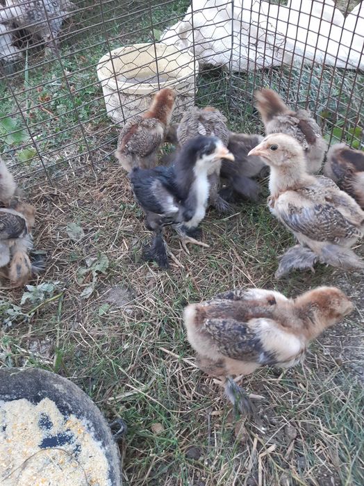 Vand pui gaini Brahma potarnichiu, herminat deschis si australorp Buftea • OLX.ro