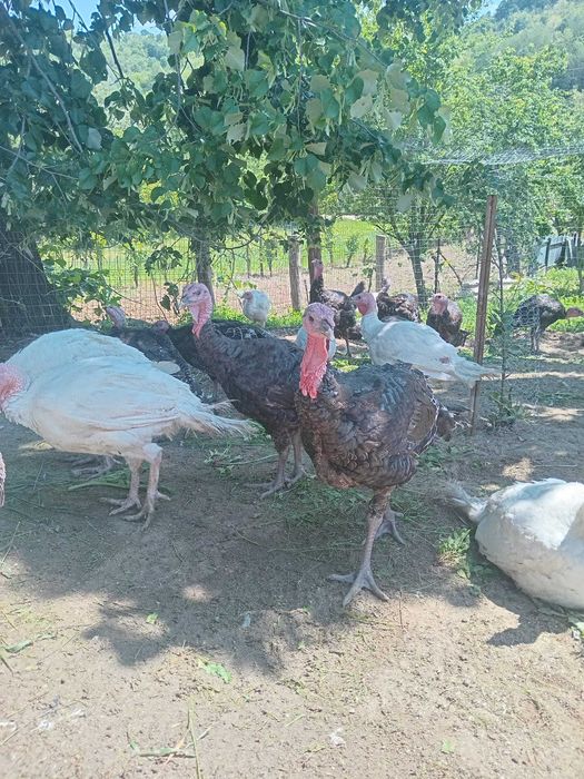 Vand pui de curca Bulbuceni • OLX.ro