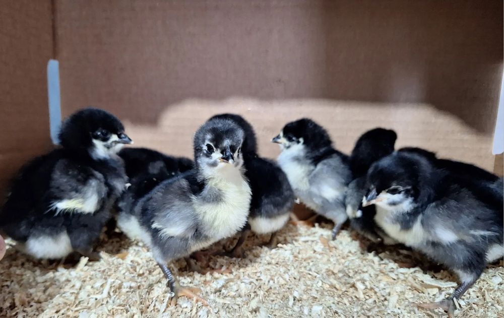 Vand pui de rasa Australorp Negru varsta 1 luna Pitesti • OLX.ro