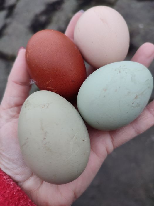 Oua Araucana verzi Arad • OLX.ro