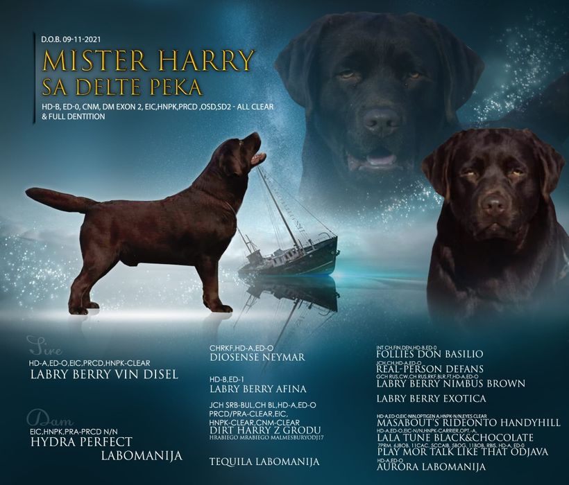 Labradori Ciocolatii Pedigree tip A FCI Arad • OLX.ro