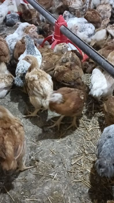 Pui porumbac și roșcat kabir Buzau • OLX.ro