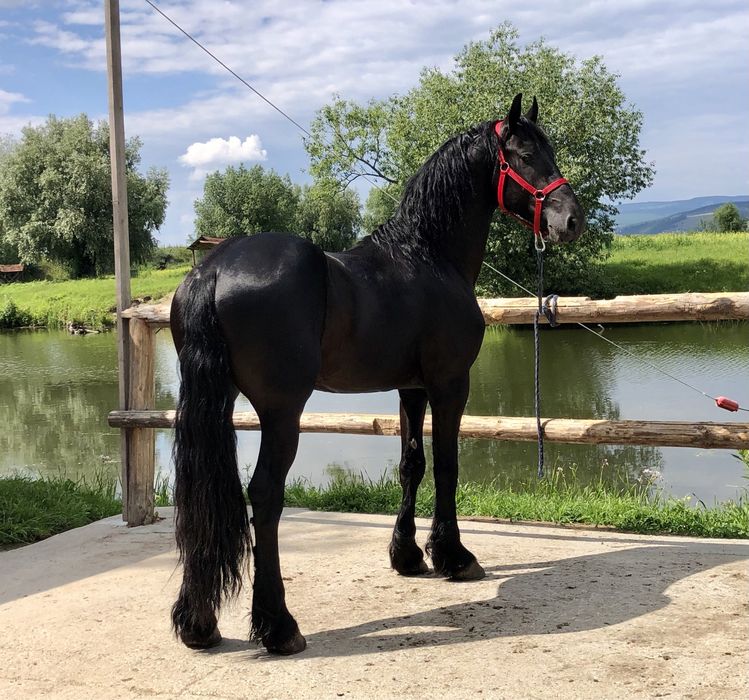 Friesieni Frizieni echitatie calarie Brasov • OLX.ro