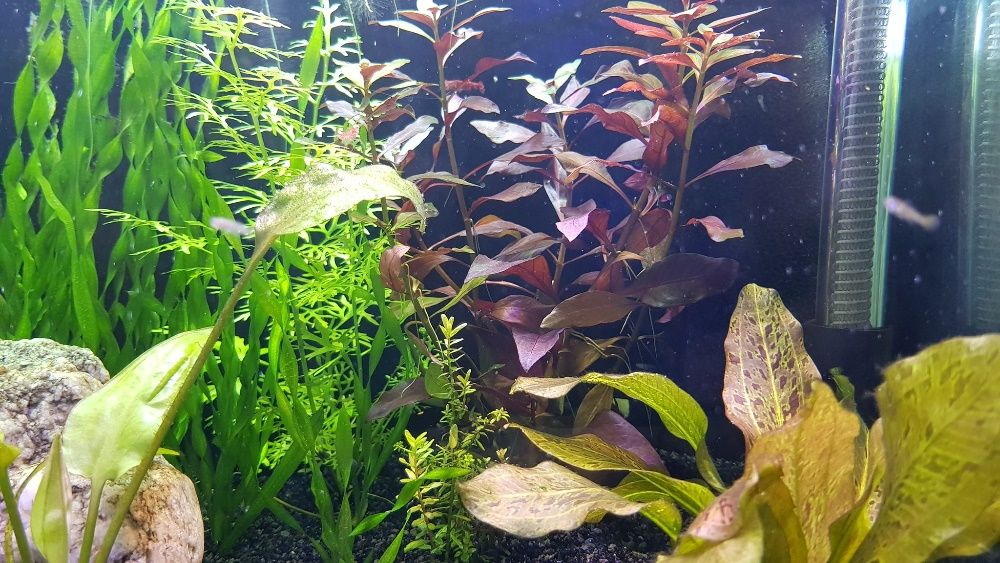 Pesti de acvariu gupi guppy xifo sae neoni zebre sanitari plante easy ...