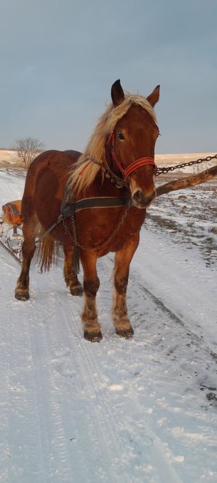 Vand manza de 2 ani Botosani • OLX.ro