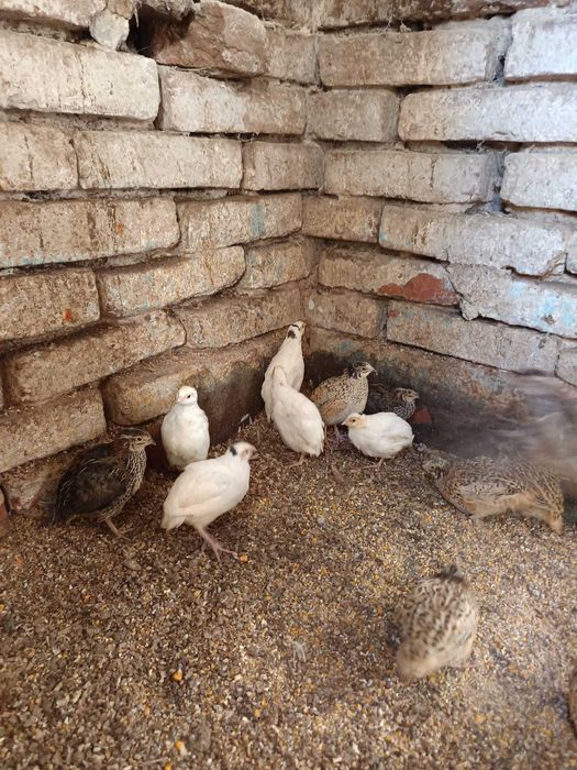 Prepelite de 5 săptămâni Moftinu Mare • OLX.ro