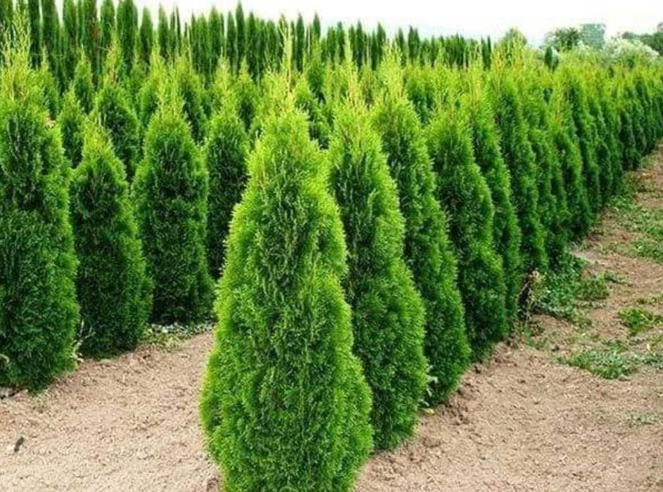 Plante Decorative Tuia Smarald Photinia Spirala bonsai Sinaia • OLX.ro