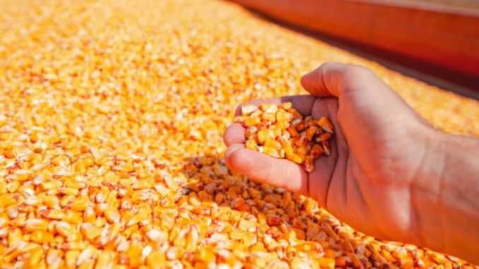 Porumb boabe an 2021-2022 Roman • OLX.ro