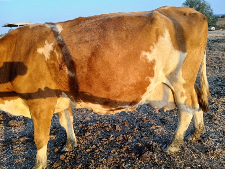 Vindem 3 juninci holstein și 8 vaci Sanlazar • OLX.ro