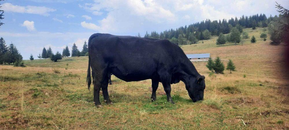 Vindem efectiv vaci Angus si utilaje. Lichidam ferma. Moisei • OLX.ro