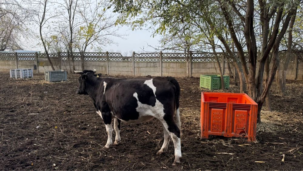 Vand 2 vaci. Blejoi • OLX.ro