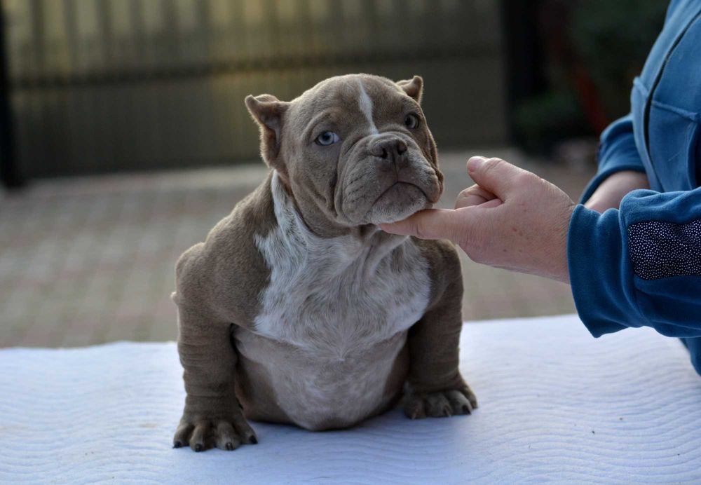 American Bully Exotic Femela Arad • OLX.ro