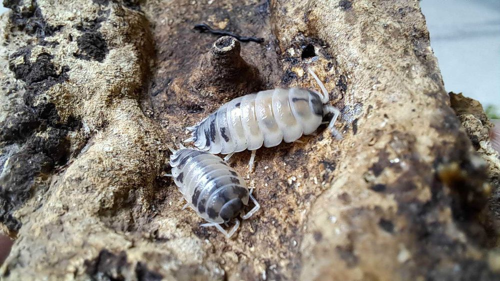 Isopode, Izopode - Porcellio laevis Dairy Cow terariu ecosistem ...