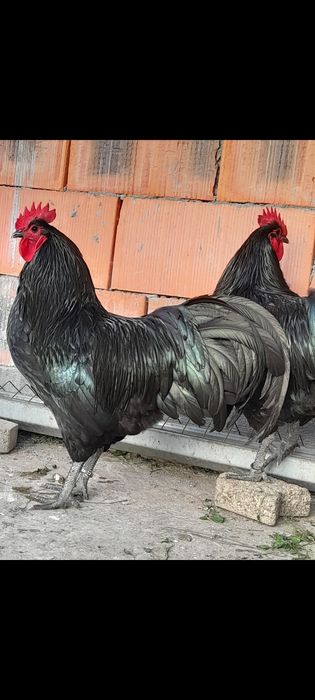 Vând ouă și pui din rasa Australorp Albastru Negru și Splash Balesti ...