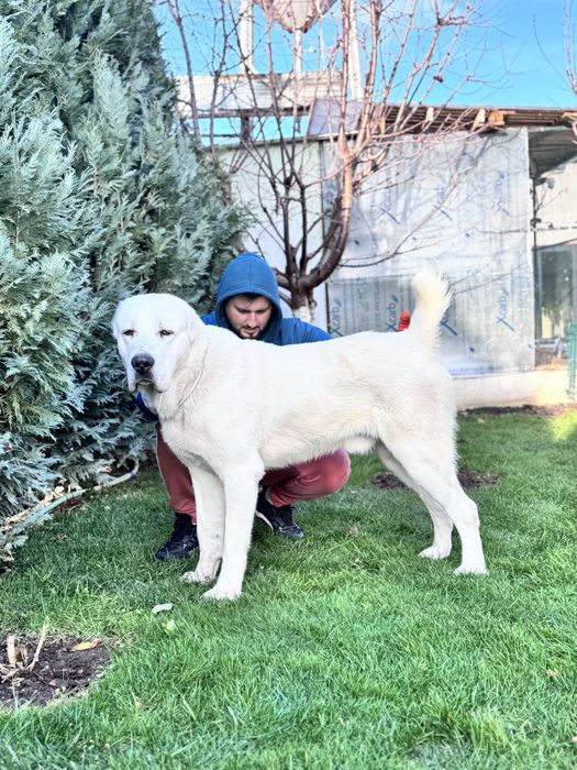 Vand mascul Asia centrala Caracal • OLX.ro