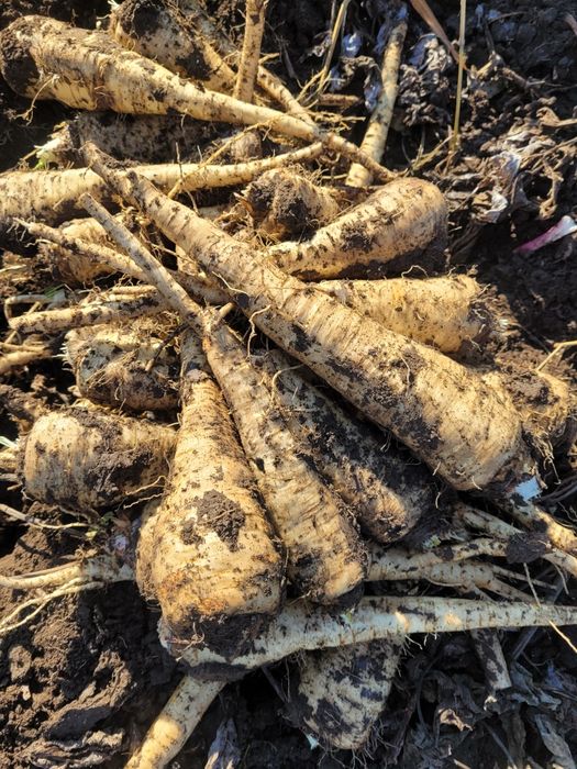 Vând pătrunjel ,pastarnac și morcov Unirea • OLX.ro