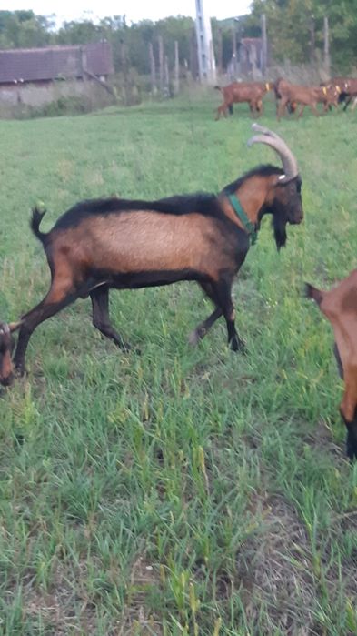 Capre alpina franceza Ghighiseni • OLX.ro