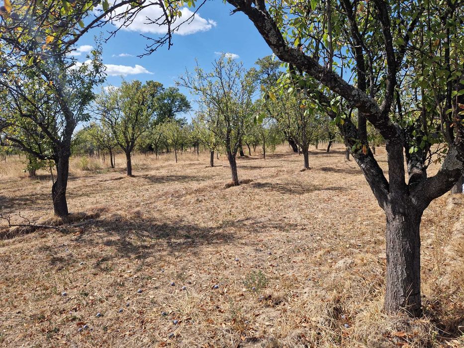 Teren livada intravilan Cuca Arges Cuca • OLX.ro