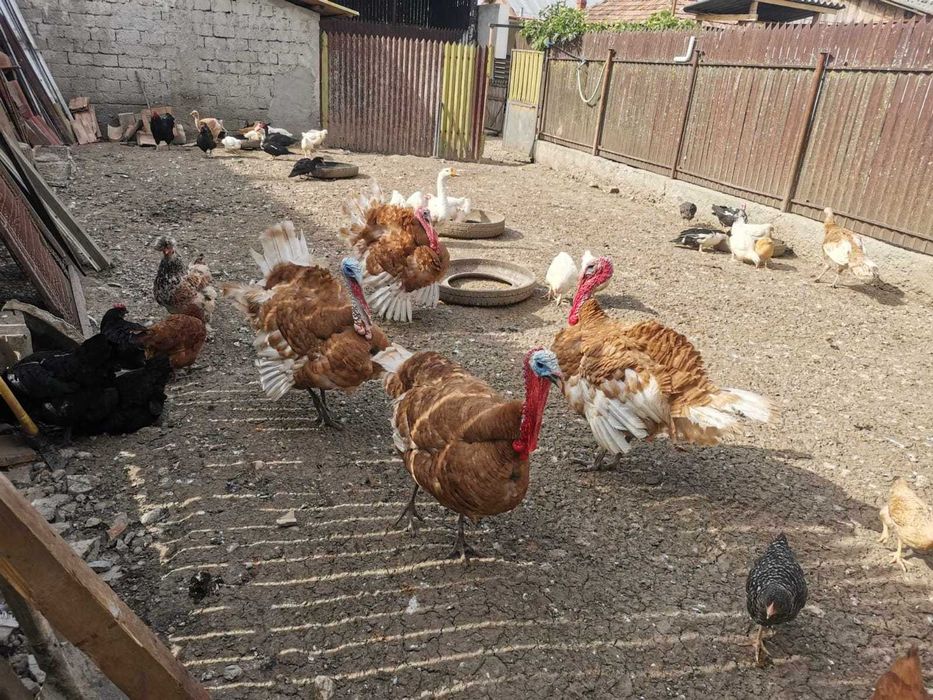 Pui de curca(rosie) bourbone Slatina • OLX.ro