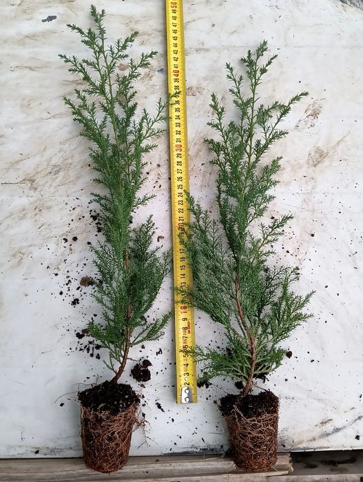 Rasad Chiparos Leylandii Seini • OLX.ro