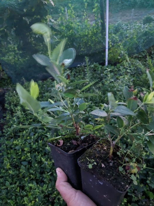 Drajoni zmeur&afin&mur Sibiu • OLX.ro