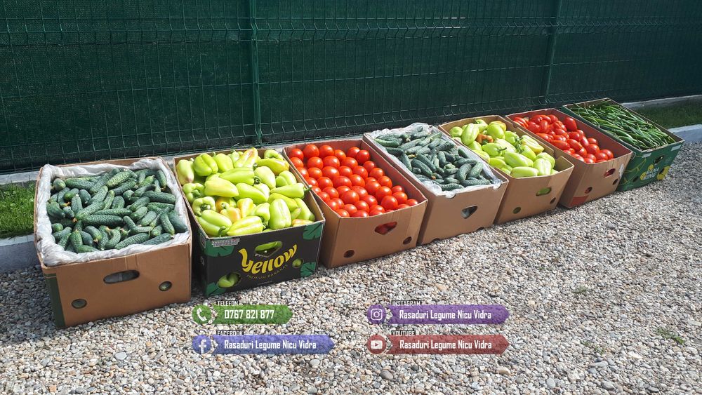 Rasad rosii castraveti ardei vinete alte rasaduri legume de vanzare ...