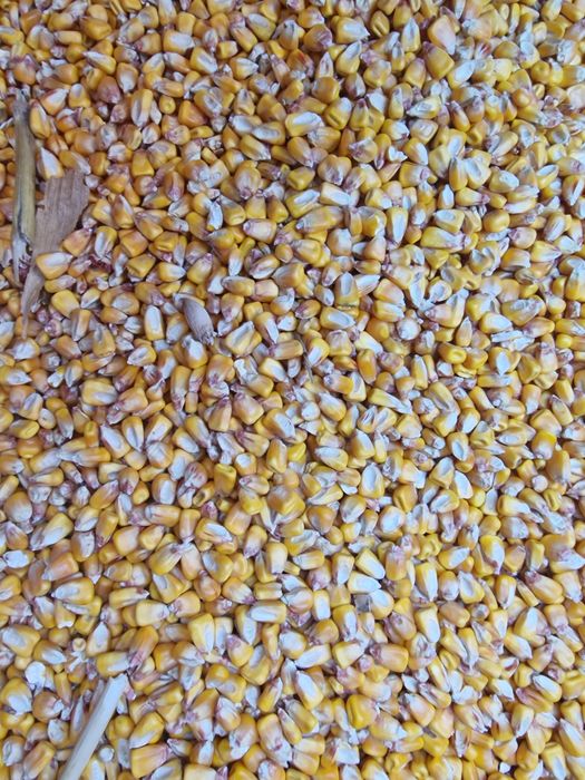 Vând porumb 2024 Mica • OLX.ro
