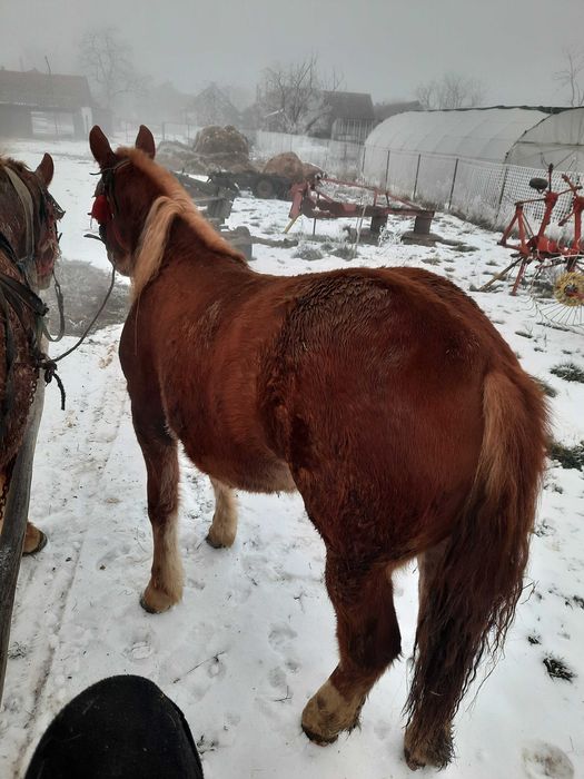 Vand iapa si manza Santau • OLX.ro