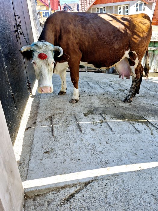 Disponibil un exemplar deosebit baltata romaneasca trebuie sa fete ...