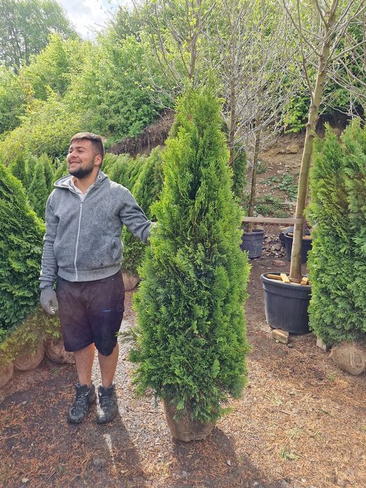 Tuia extra 2m ( brazi tuia, smaragd, occidentalis columnaris etc ...