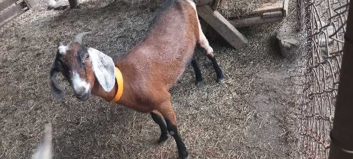 Vanzare caprite de rasa tinere Tarcau • OLX.ro