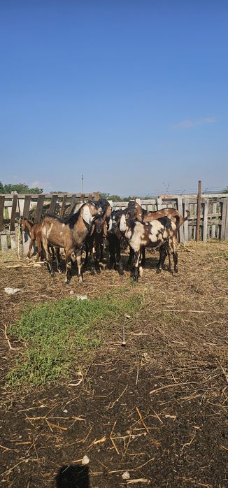 Tapi anglo nubieni cu pedigree Botosani • OLX.ro