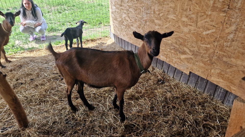 Capra alpina franceza Ramnicu Sarat • OLX.ro