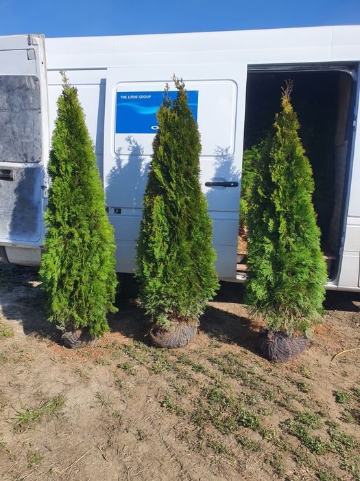Tuia la cel mai mic preț Ploiesti • OLX.ro
