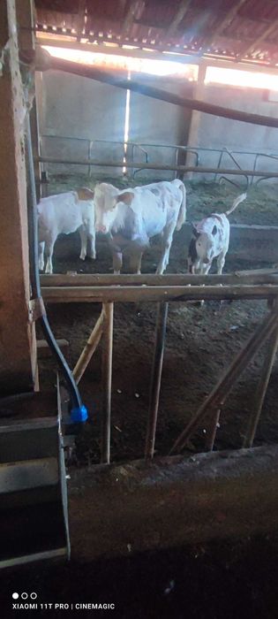 Vând viței diferite greutati Stamora Germana • OLX.ro