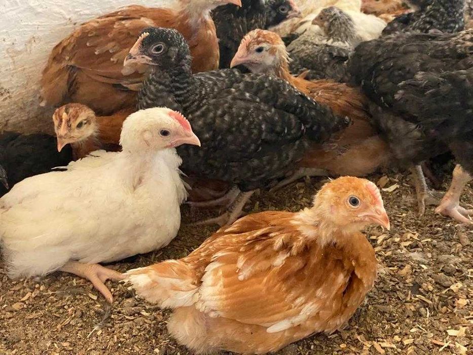 Pui zburati rasa mixta/alb de carne Gornet • OLX.ro