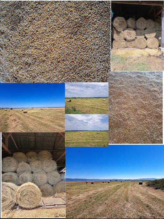 baloti fan de vanzare ' Anunturi ' OLX.ro