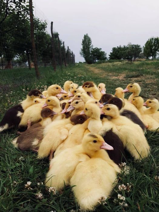 Oua de rata muta pentru incubat Dorobanti • OLX.ro