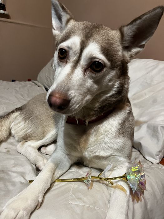 Donez metis Husky Cluj-Napoca • OLX.ro